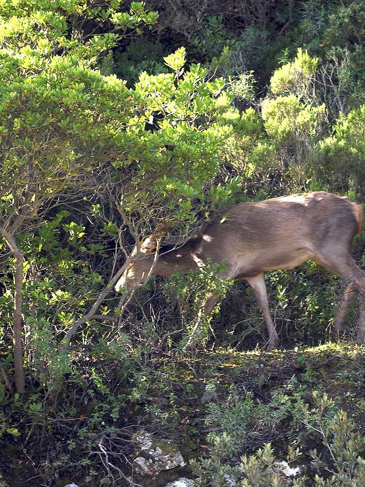 Danni da fauna selvatica - Provincia del Sud Sardegna